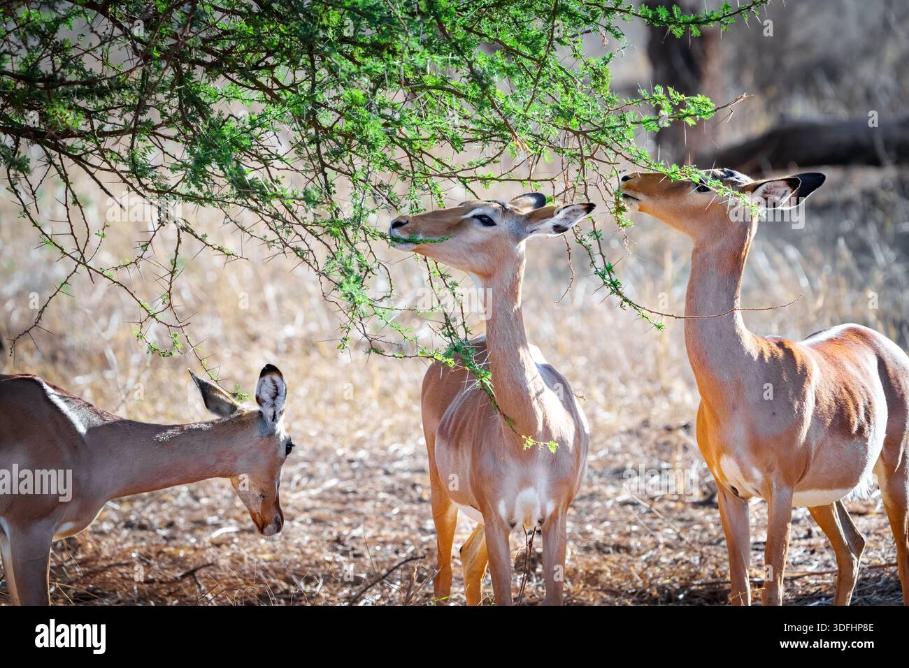 Small herd female impala (Aepyceros melampus) browsing on green leaves ...