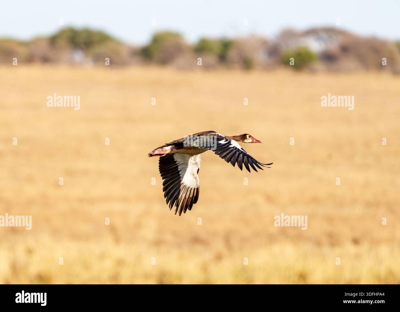Spur-winged goose (Plectropterus gambensis). in flight flying away ...