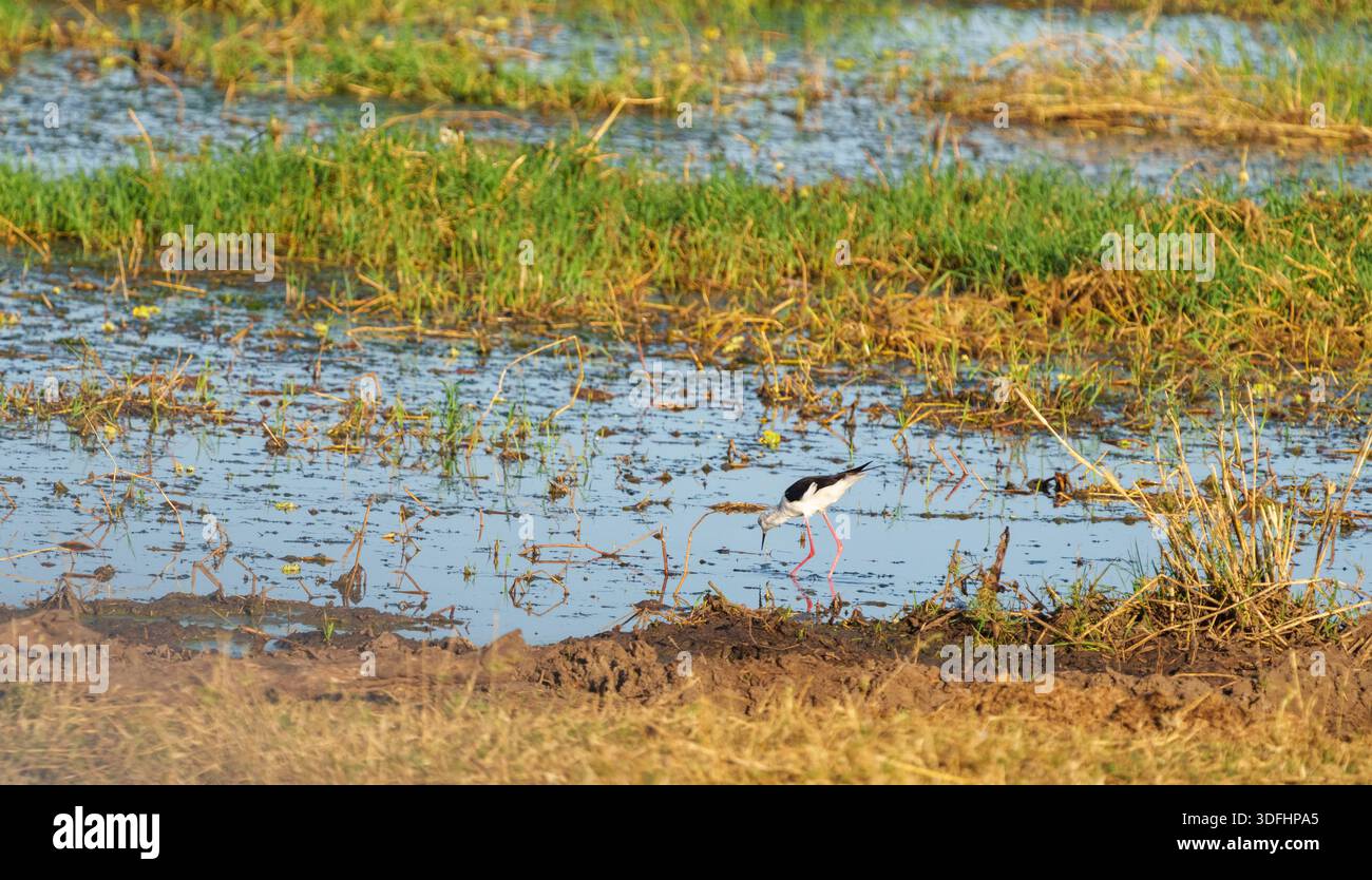 Wetland image showing muddy edge blue water with green vegetation and ...