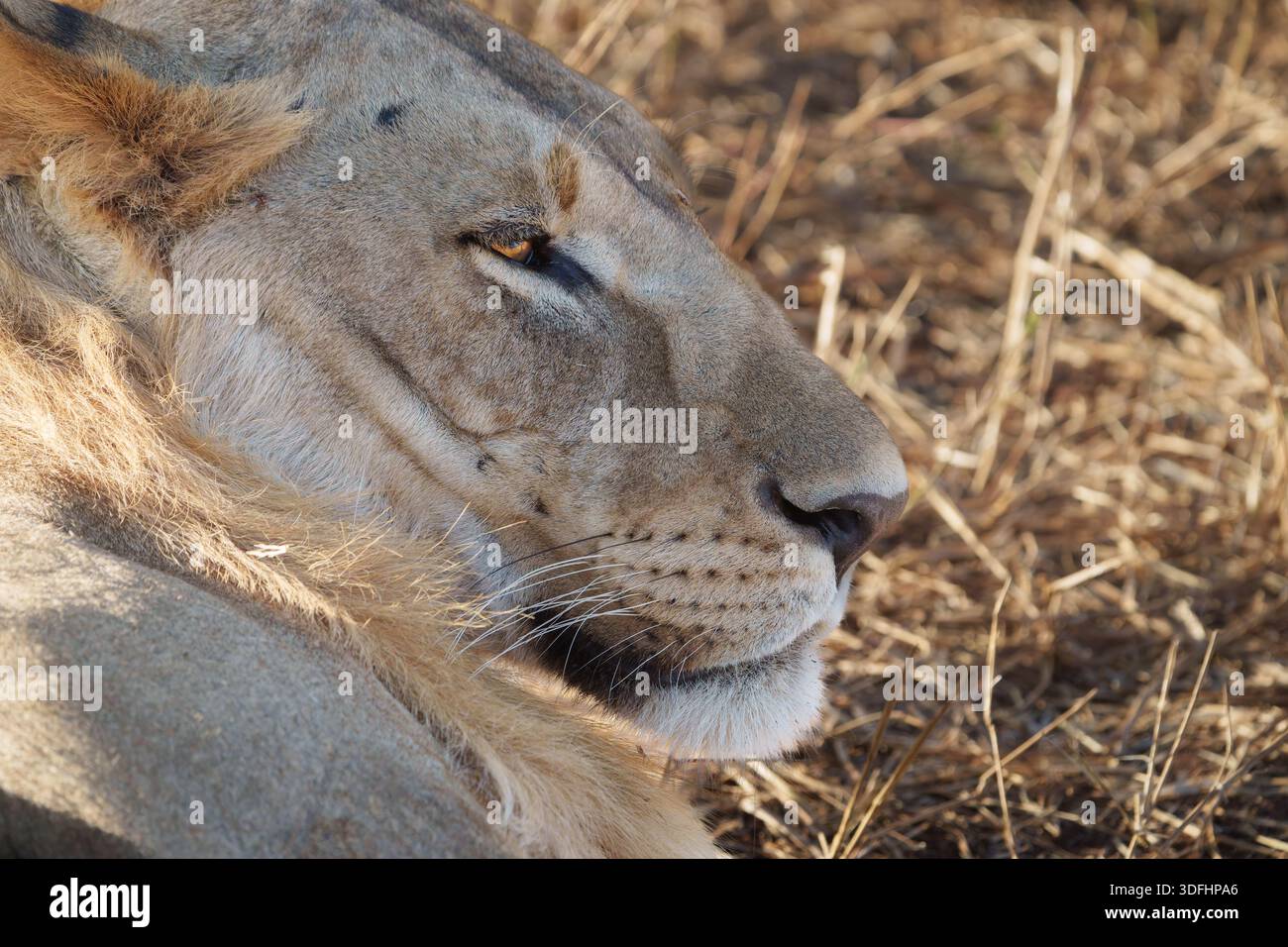 lion (Panthera leo) portrait from close-up and side of head blending in ...