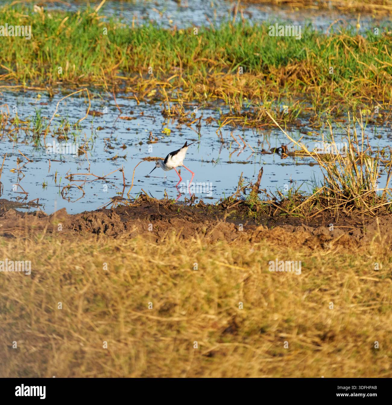 Wetland image showing muddy edge blue water with green vegetation and ...