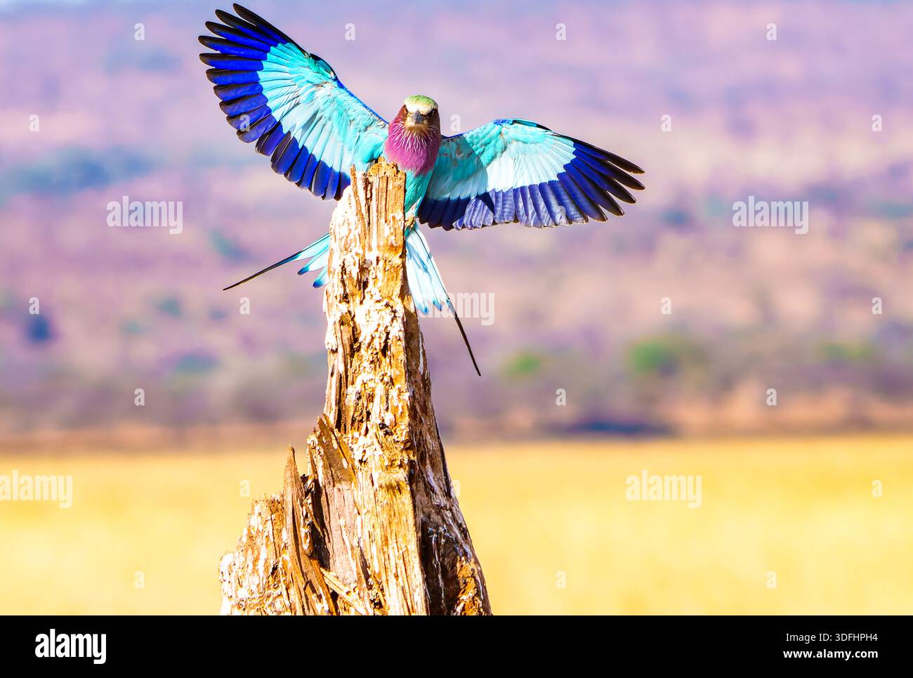 lilac-breasted roller (Coracias caudatus) in flight arrives at old tree ...