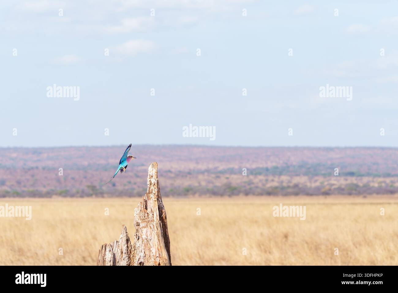 lilac-breasted roller (Coracias caudatus) in flight arrives at old tree ...