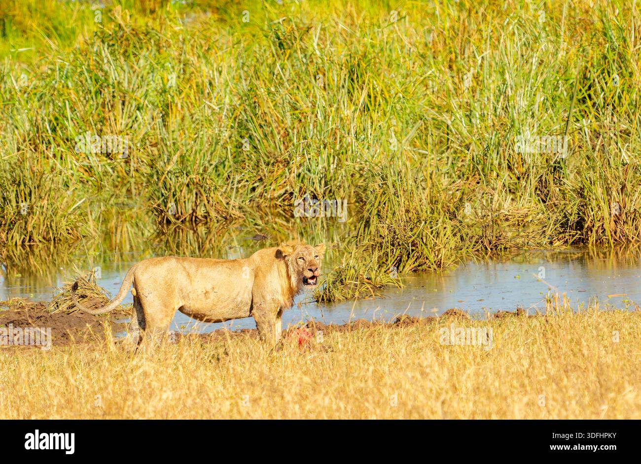 African lions (Panthera leo) with remains of kill by wetland in ...
