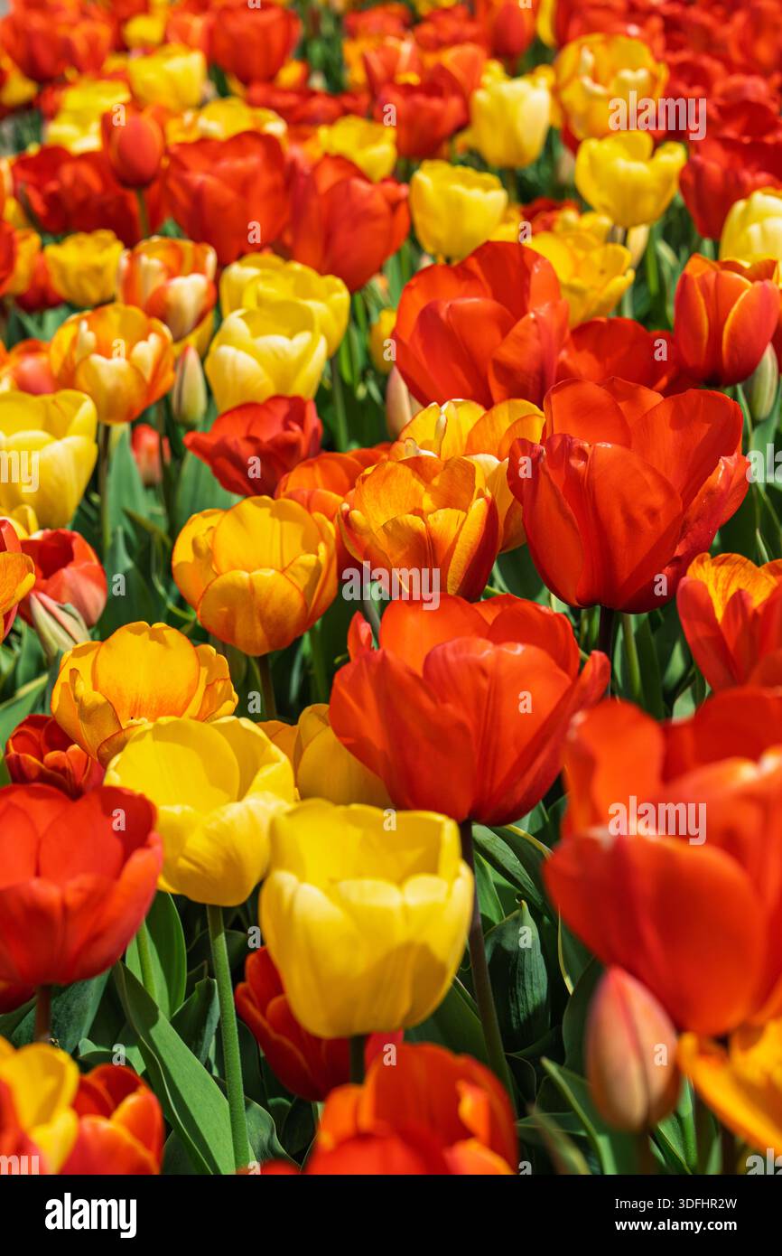 Vibrant Tulip Garden Display in the Netherlands A Colorful Floral ...