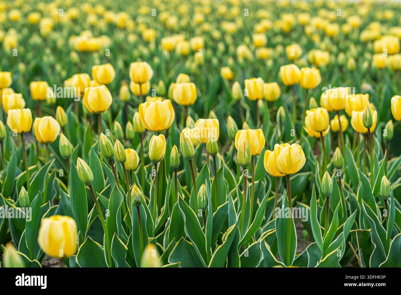 Field of Yellow Tulips in Full Bloom, Netherlands A Floral Paradise ...