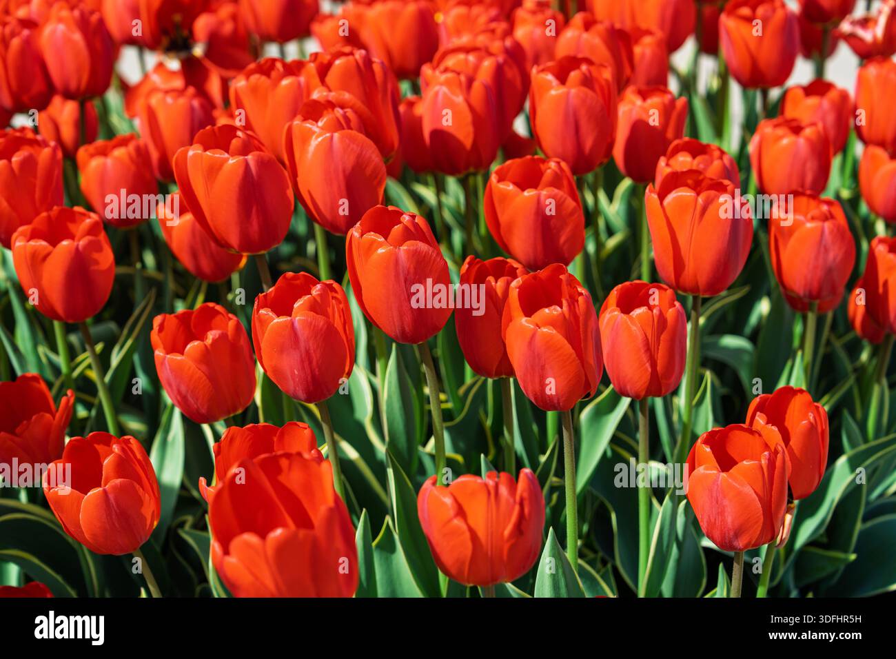 Vibrant Red Tulips in Full Bloom A Captivating Floral Display for ...