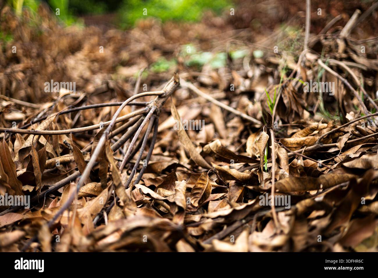 Trees and Leaves Wilted by Sudden Climate Change, A haunting photo of ...