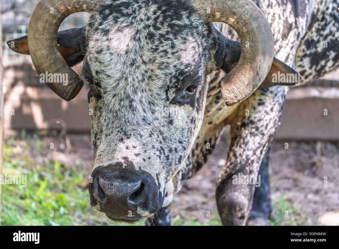 Majestic Spotted Bull with Impressive Horns Grazing Peacefully in a ...