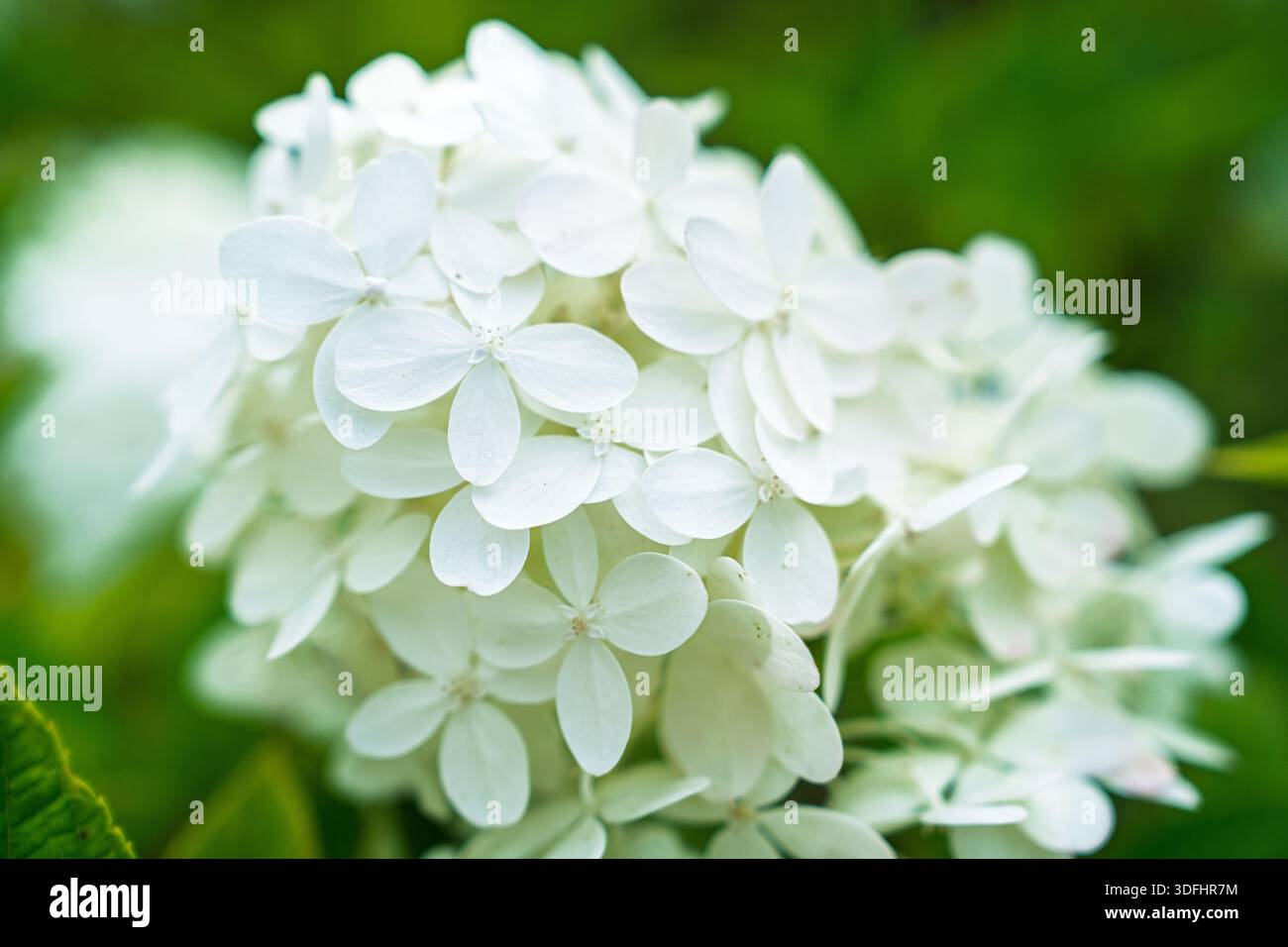Luminous White Hydrangea Bloom A Symbol of Purity, Grace, and Natural ...