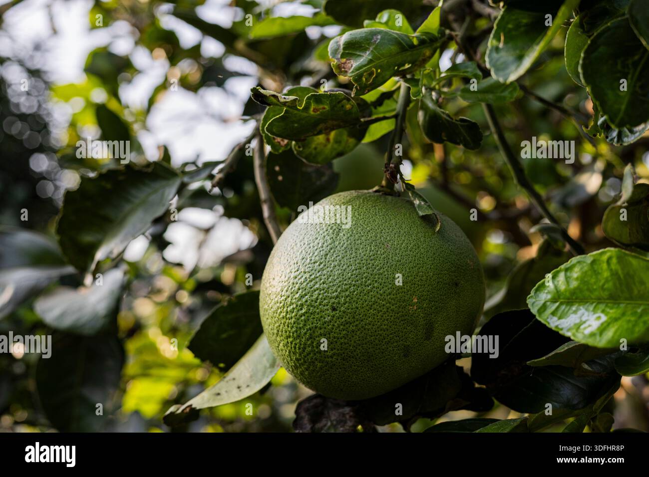 Pomelo Fruits Are Growing On The Pomelo Tree, A fresh photo of pomelo ...