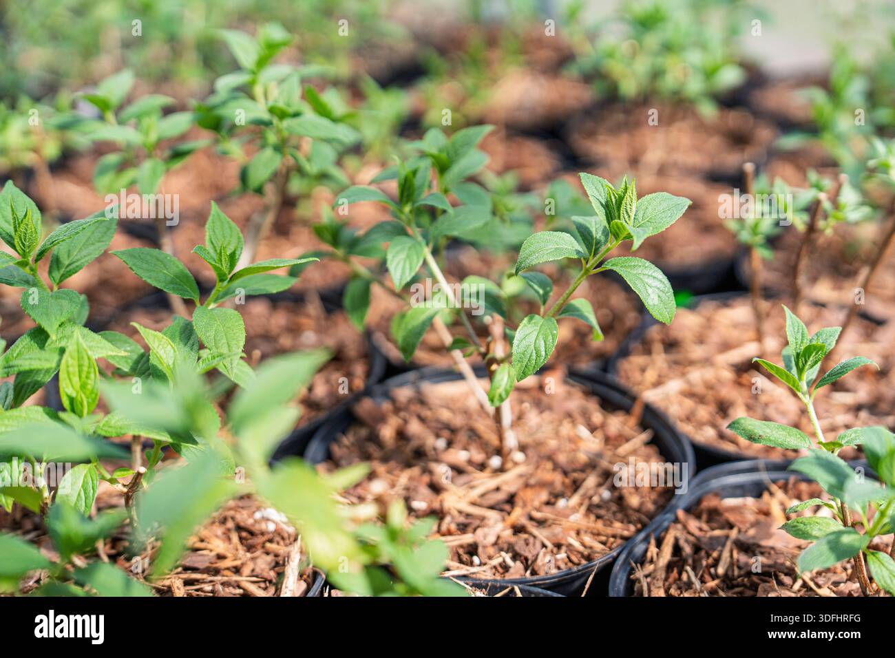 Nurturing the Seedlings Young Plants Thriving in Pots for Sustainable ...