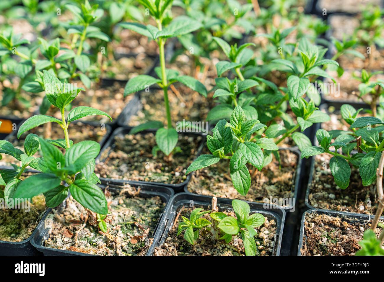 Seedlings in Pots Ready for Planting, Cultivating a Thriving Garden ...