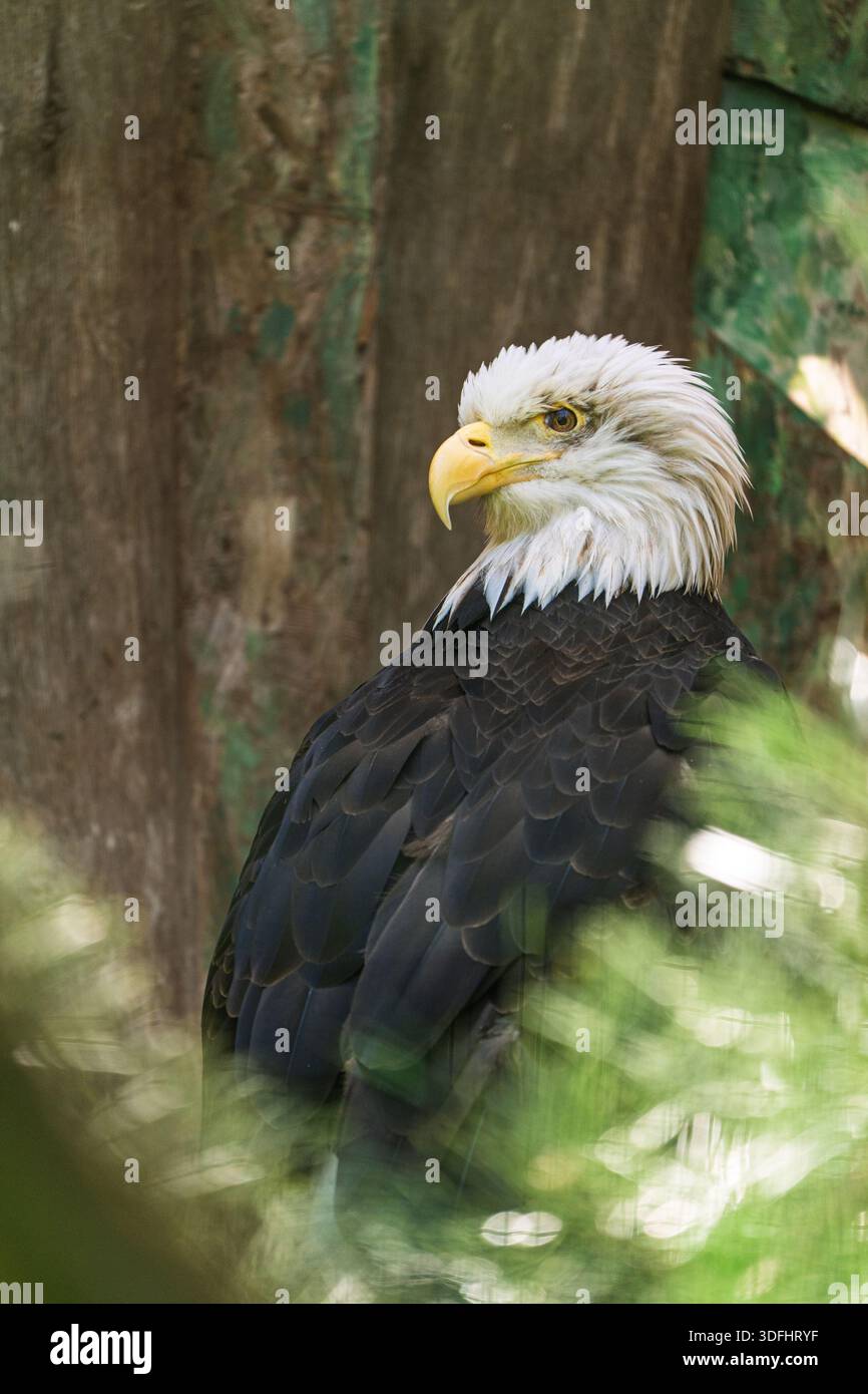 Majestic Bald Eagle Portrait A Symbol of American Freedom and Wildlife ...