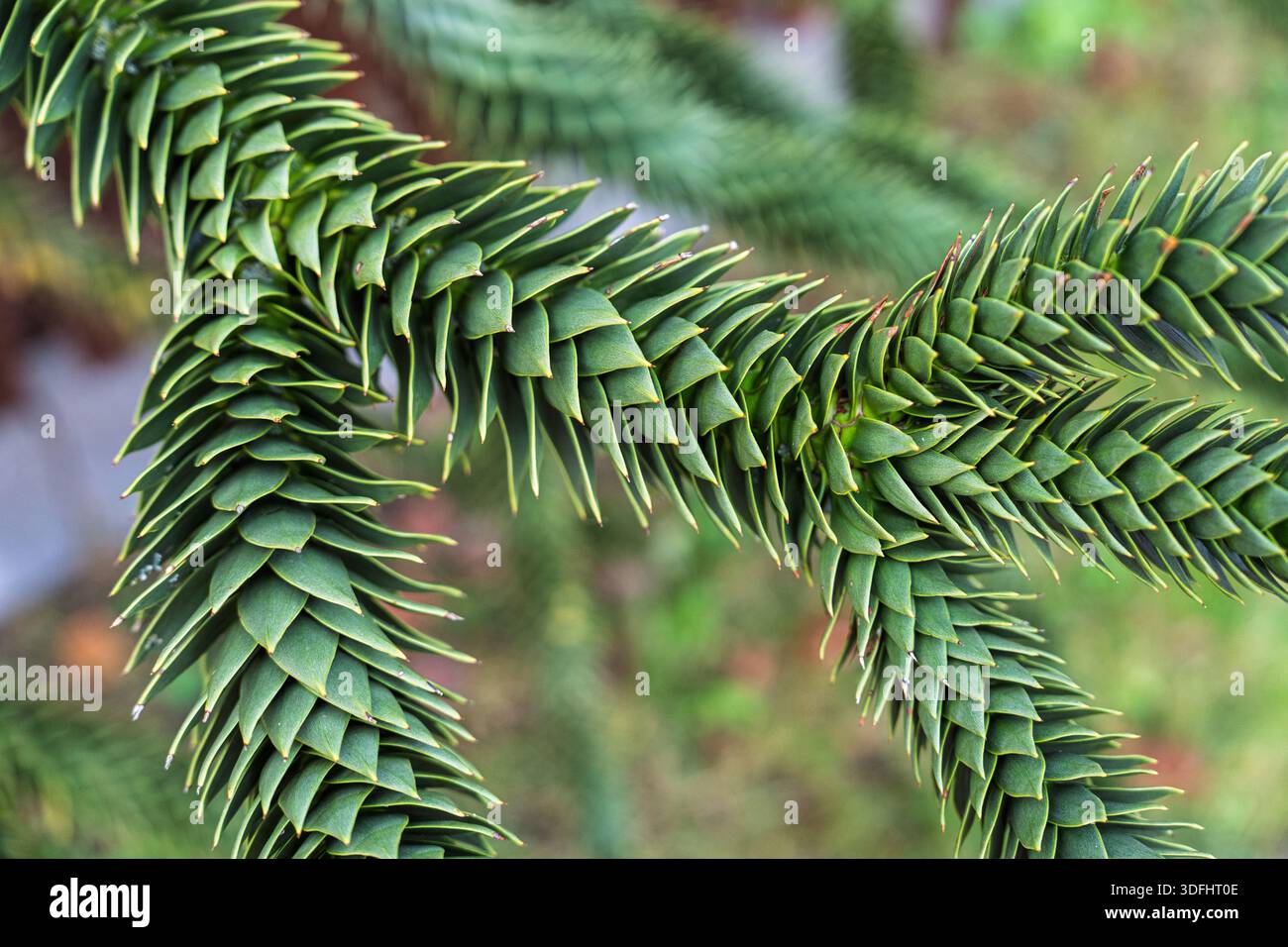Intricate Green Foliage of Araucaria araucana Tree Branch, Close-Up ...