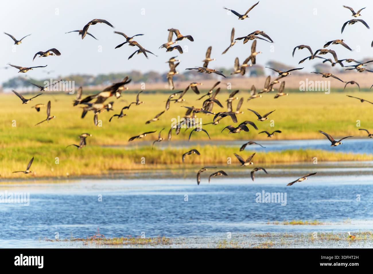 Waterbird flock blurred in flight over Tarangire National Park wetland ...