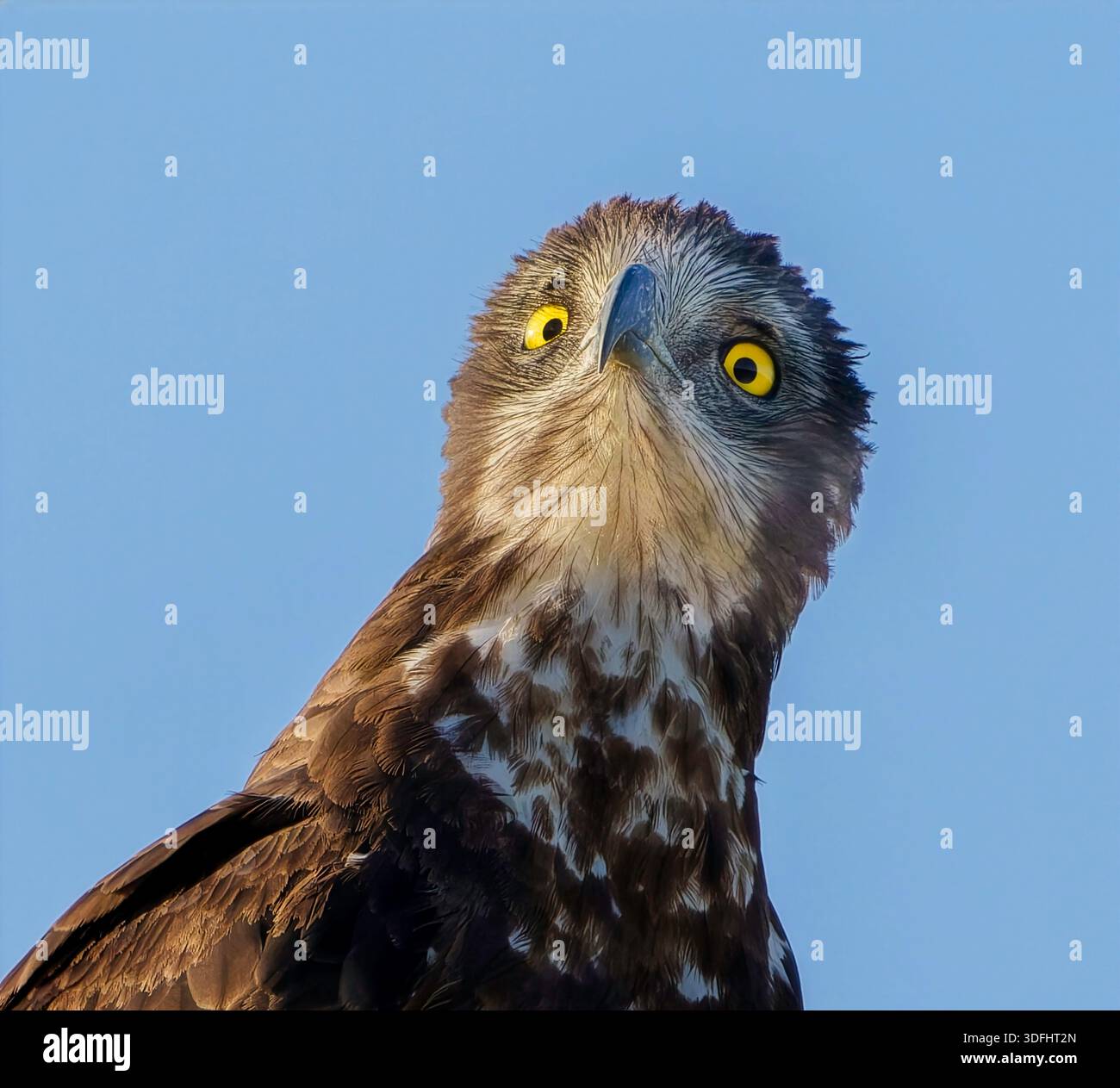 Brown Snake Eagle (Circaetus cinereus) specialist raptor hunts snakes ...