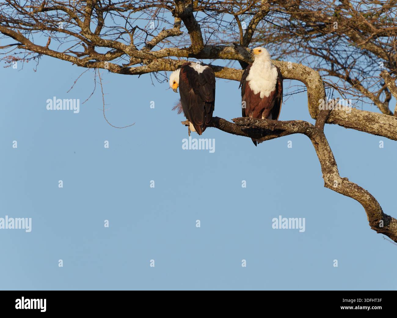 two African fish eagles (Haliaeetus vocifer) perched together high in ...