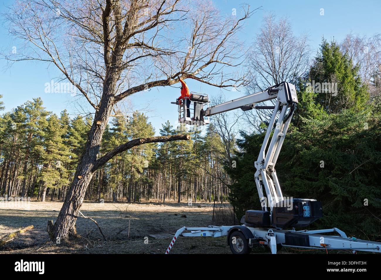 Arborist at Work Pruning Tree Branches with Aerial Lift Platform in ...
