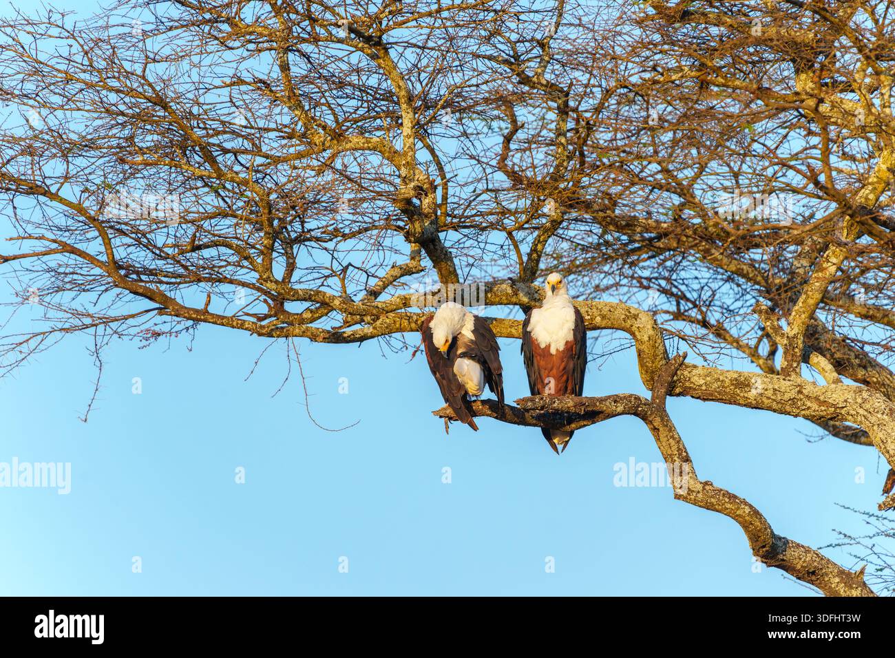 two African fish eagles (Haliaeetus vocifer) perched together high in ...