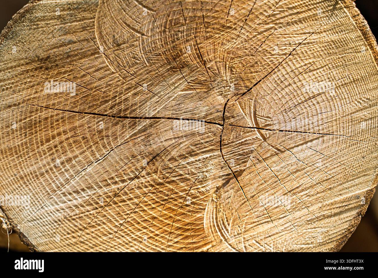 Detailed Tree Ring Texture for Forestry Concepts, Timber Industry and ...