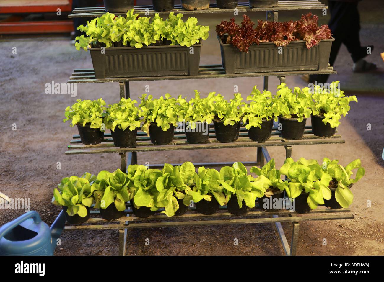 Fresh organic lettuce growing in small black pot on tiered metal stand ...