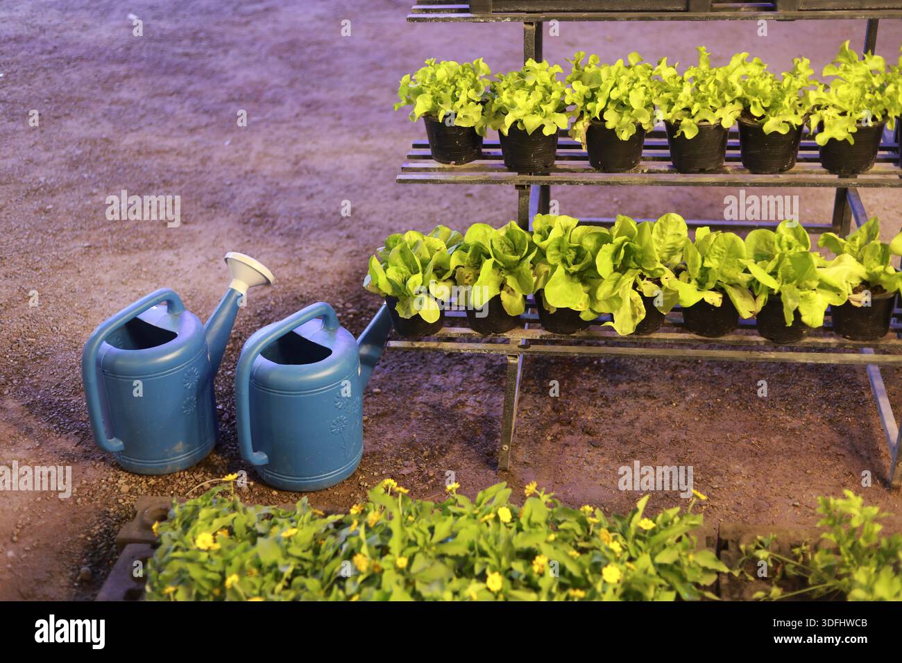 Greenhouse garden scene featuring organized shelves holding fresh ...