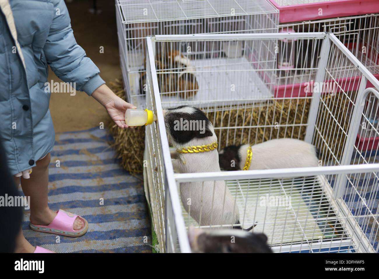 Close up view of happy young person feeding cute baby micro pig in ...