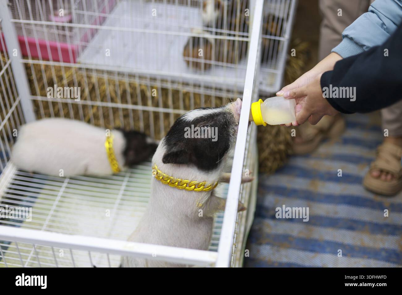 Hungry mini pig drinking milk from plastic bottle while standing in ...