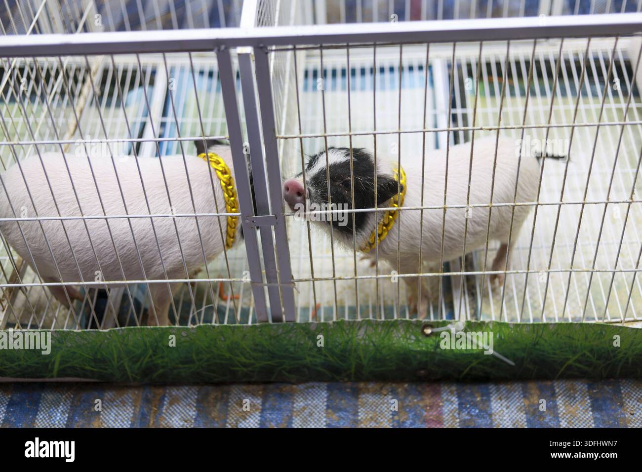 Cute miniature pig animal wearing yellow collar standing in white metal ...