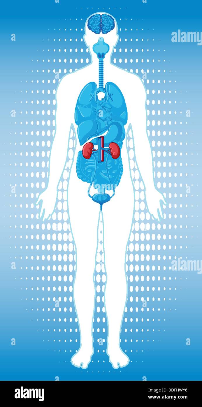Vector medical illustration of human silhouette with internal organs ...