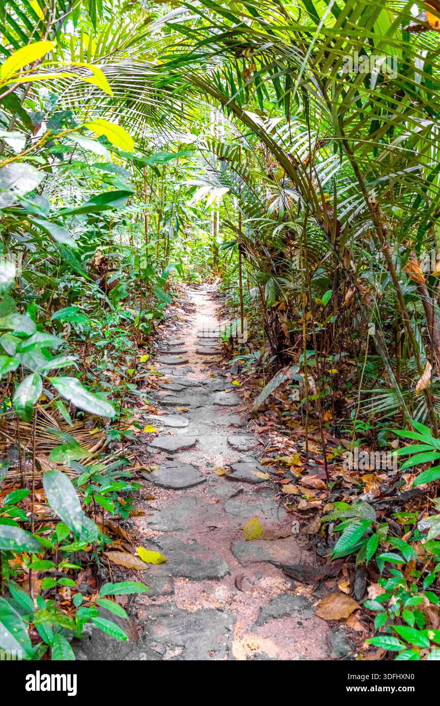 Walking path trail hiking in the tropical jungle nature rainforest in ...