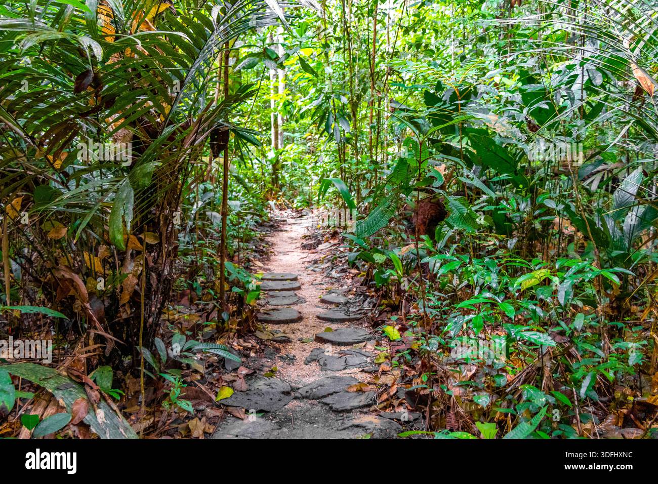 Walking path trail hiking in the tropical jungle nature rainforest in ...