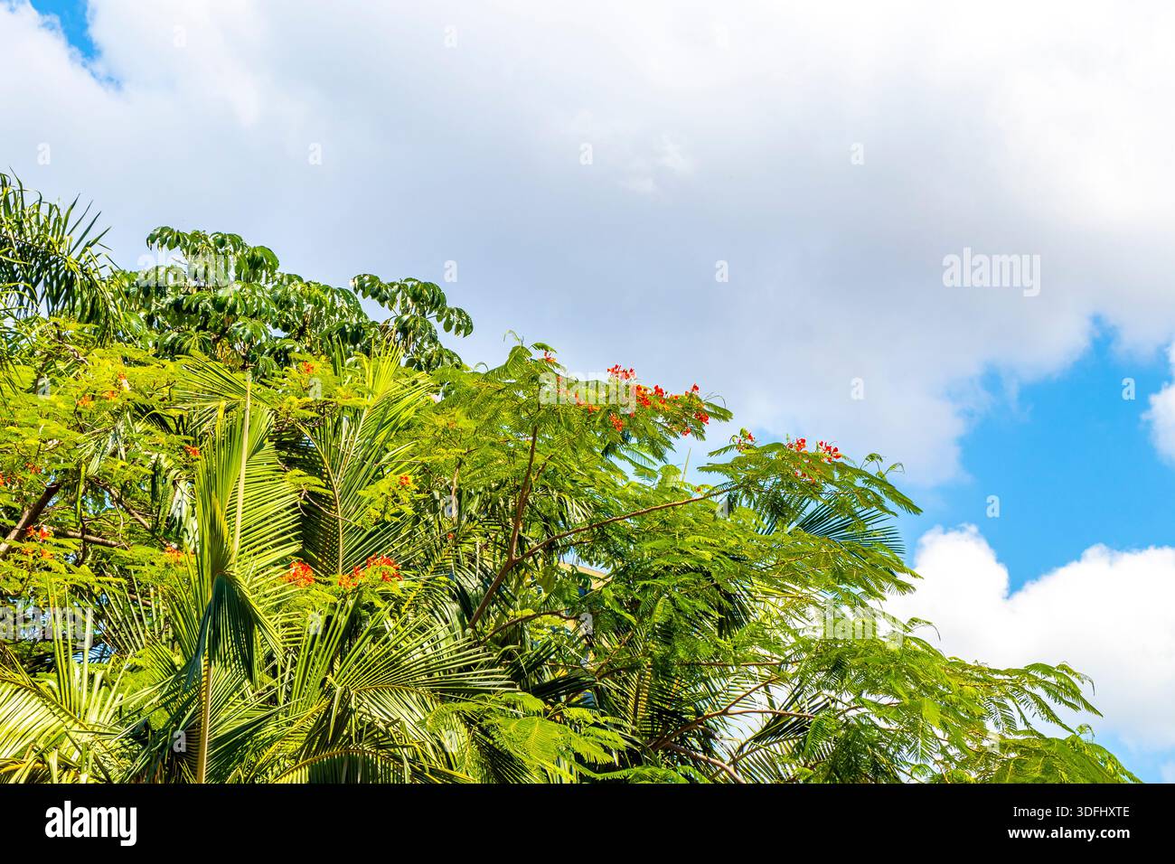 Tropical jungle forest palm trees plants tree tops clouds and blue sky ...