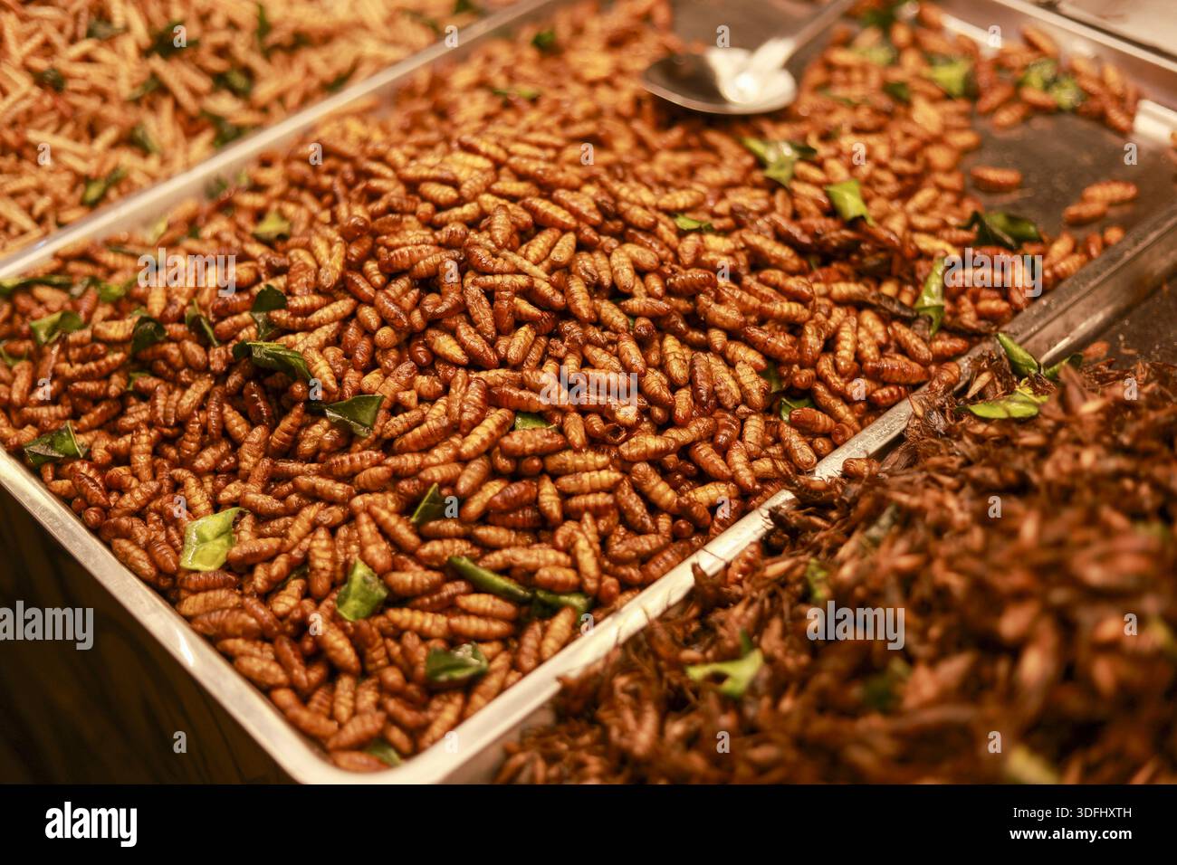 Fried insect street food with crispy worm larva on metal tray mixed ...
