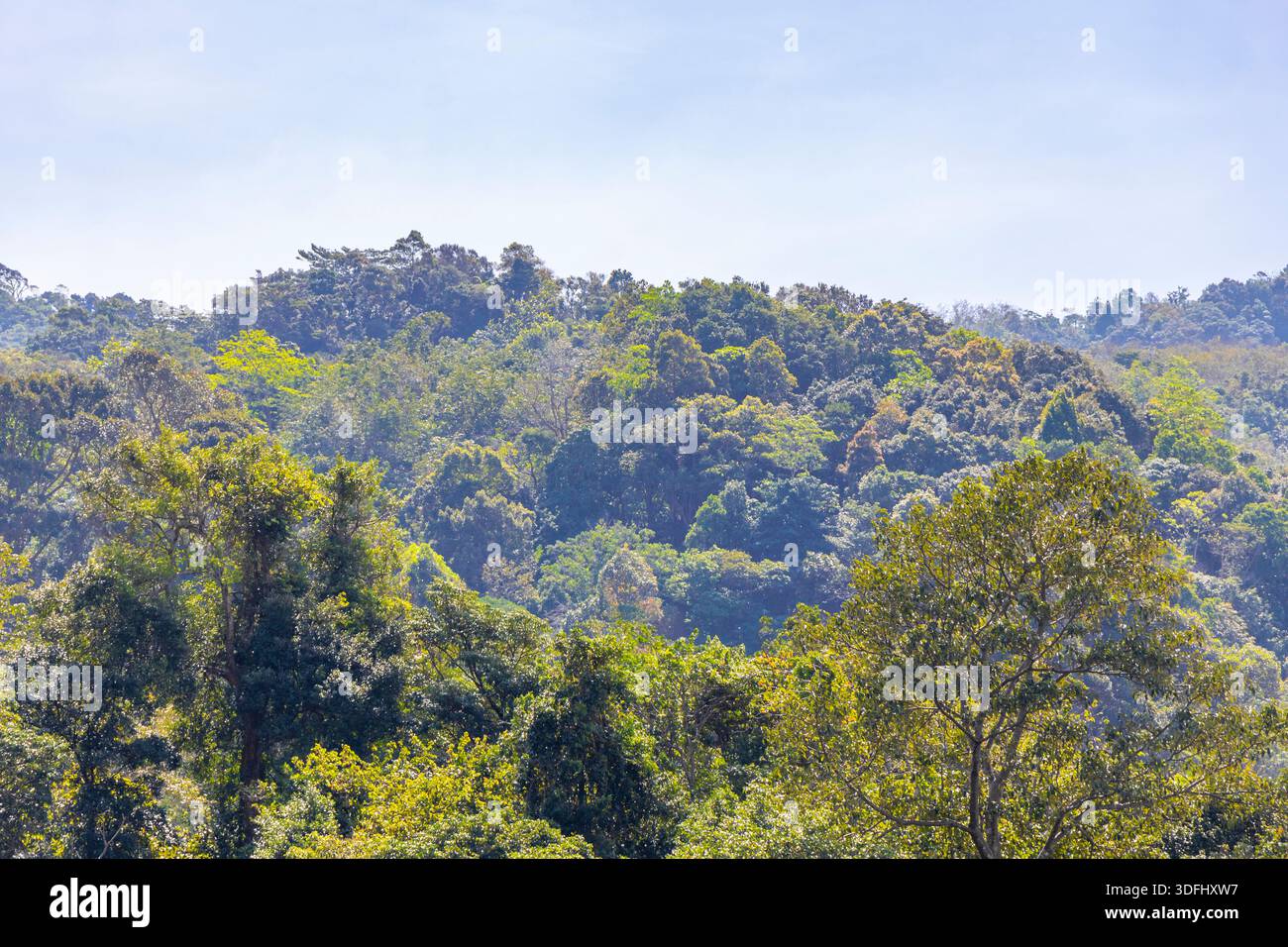 Tropical mountain with jungle forest trees plants clouds and blue sky ...