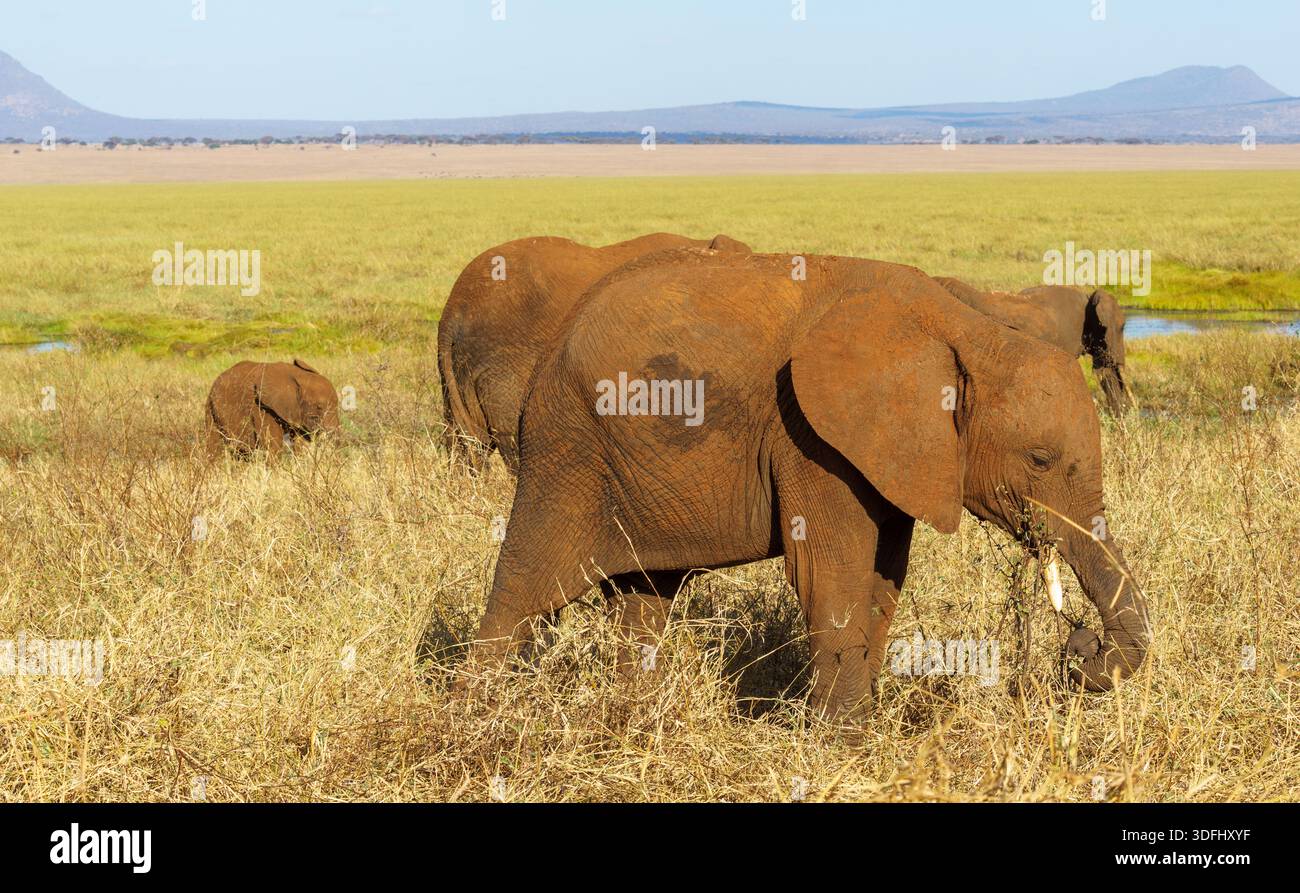 African bush elephant (Loxodonta africana) wander through the Silale ...