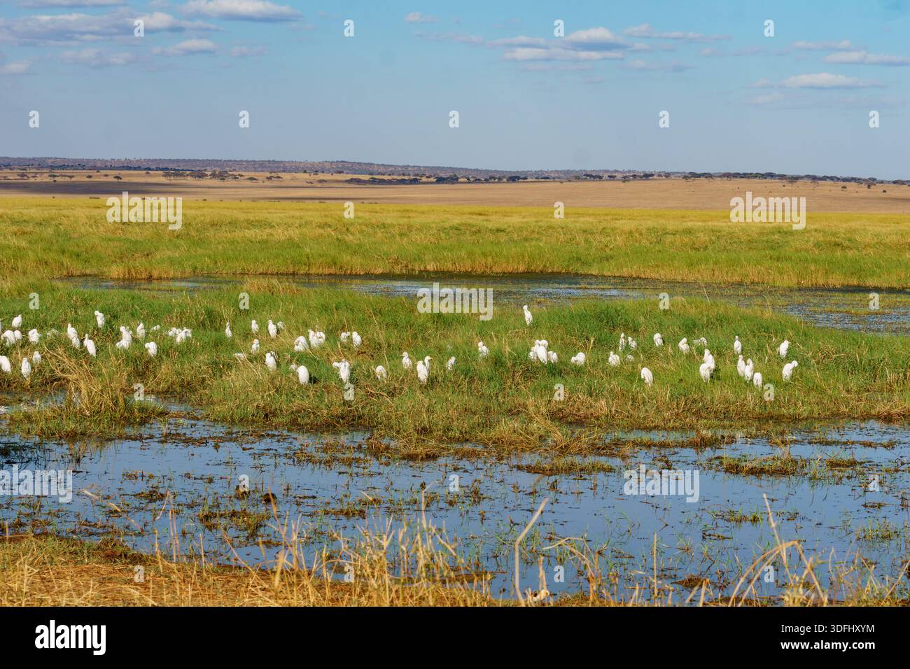 Flock of Cattle Egret (Bubulcus ibis) in green grass in Silale Swamp in ...