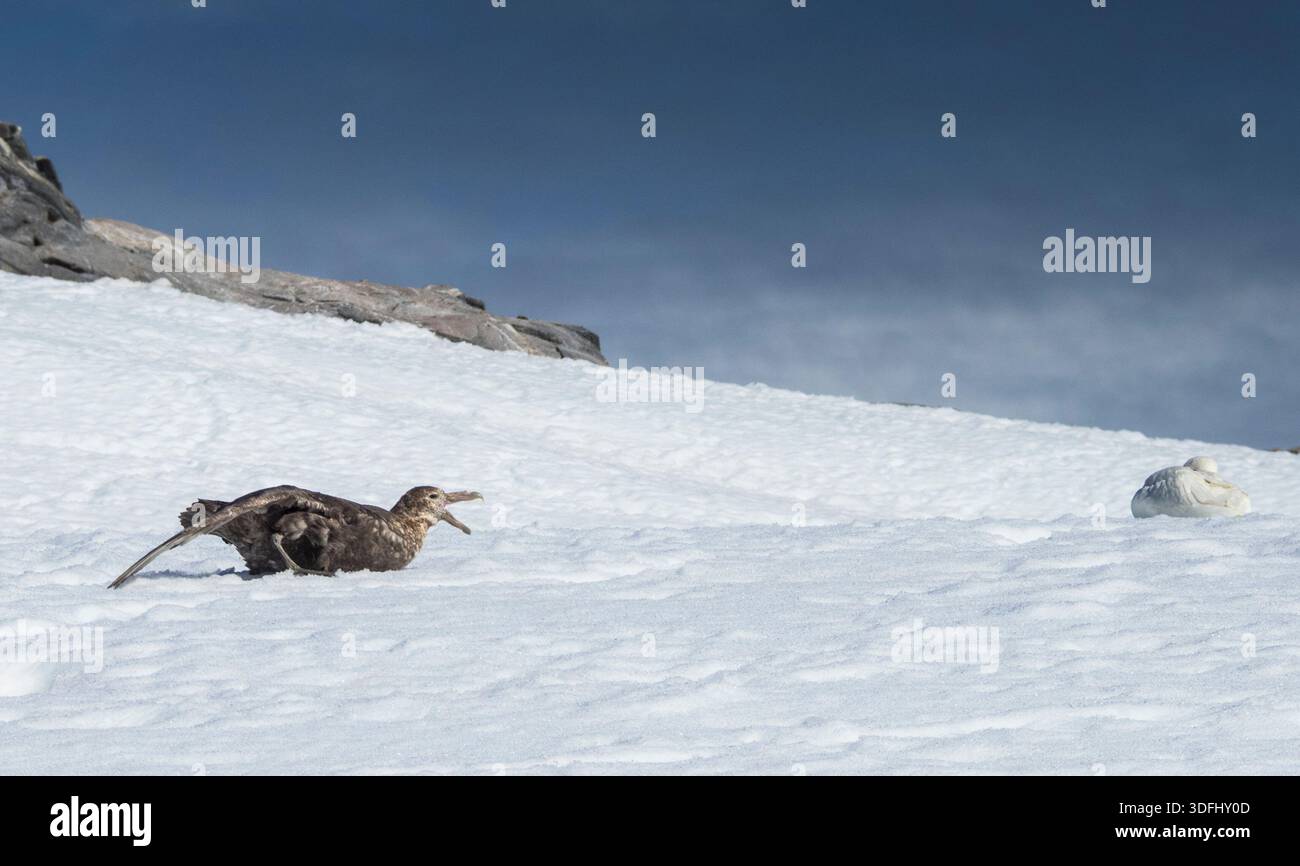 Juvenile Southern Giant Petrel (Macronectes giganteus) on Useful Island ...