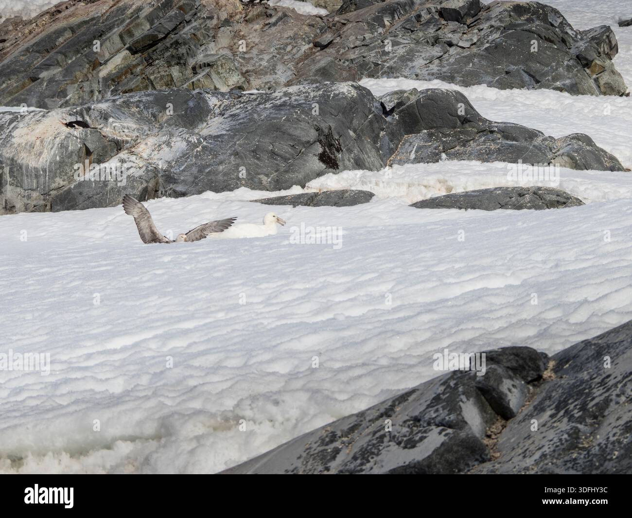 Southern Giant Petrel (Macronectes giganteus) on Useful Island ...