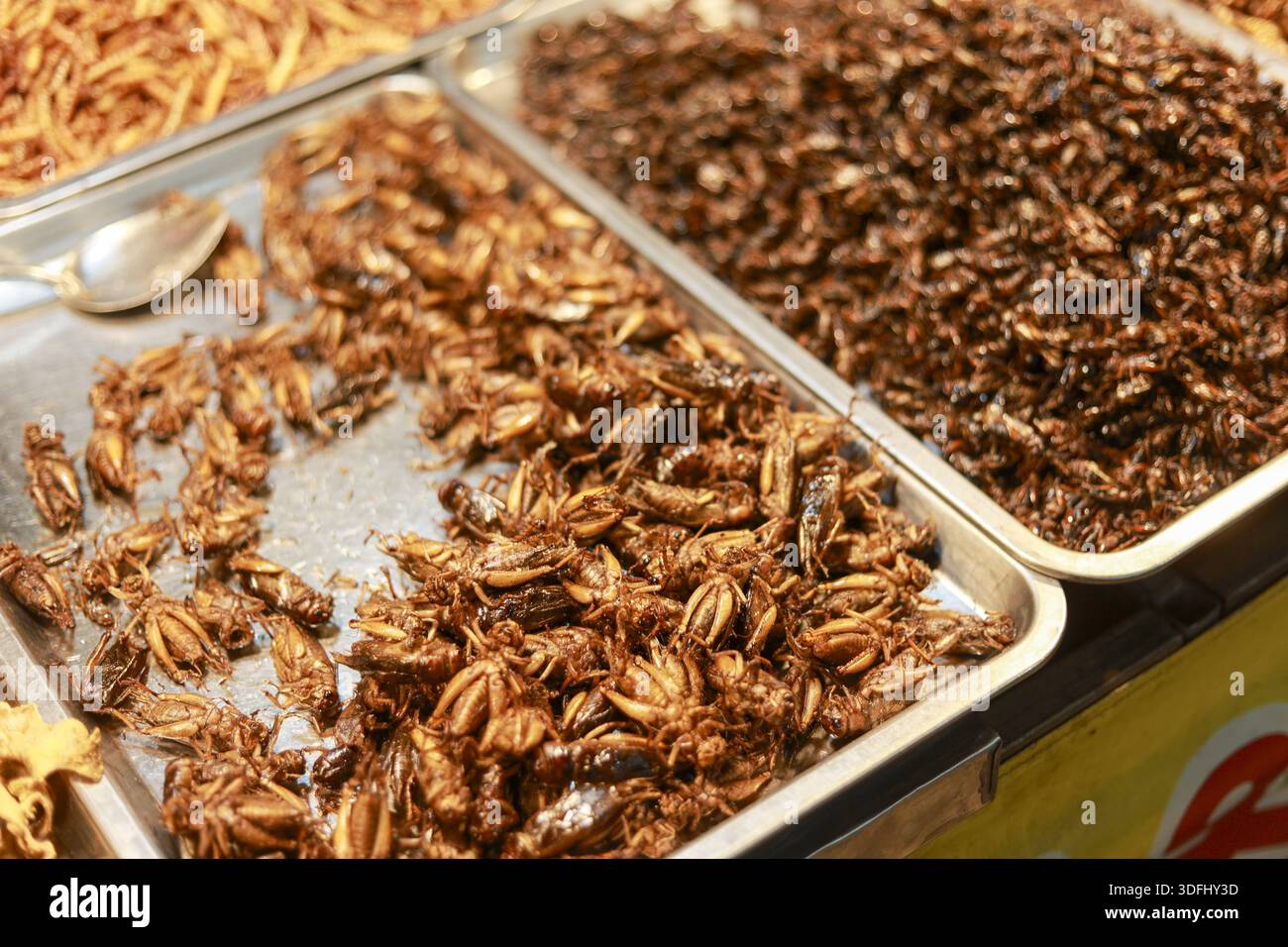 Pile of crispy fried insect cricket on tray at street food market with ...