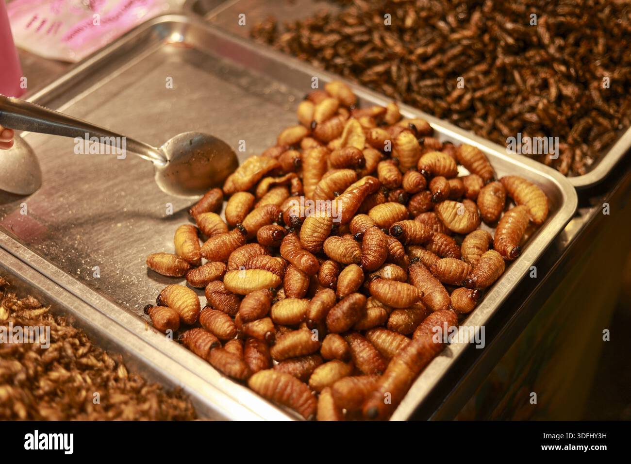 Crunchy fried insect and savory silkworm pupa metal tray with spoon ...