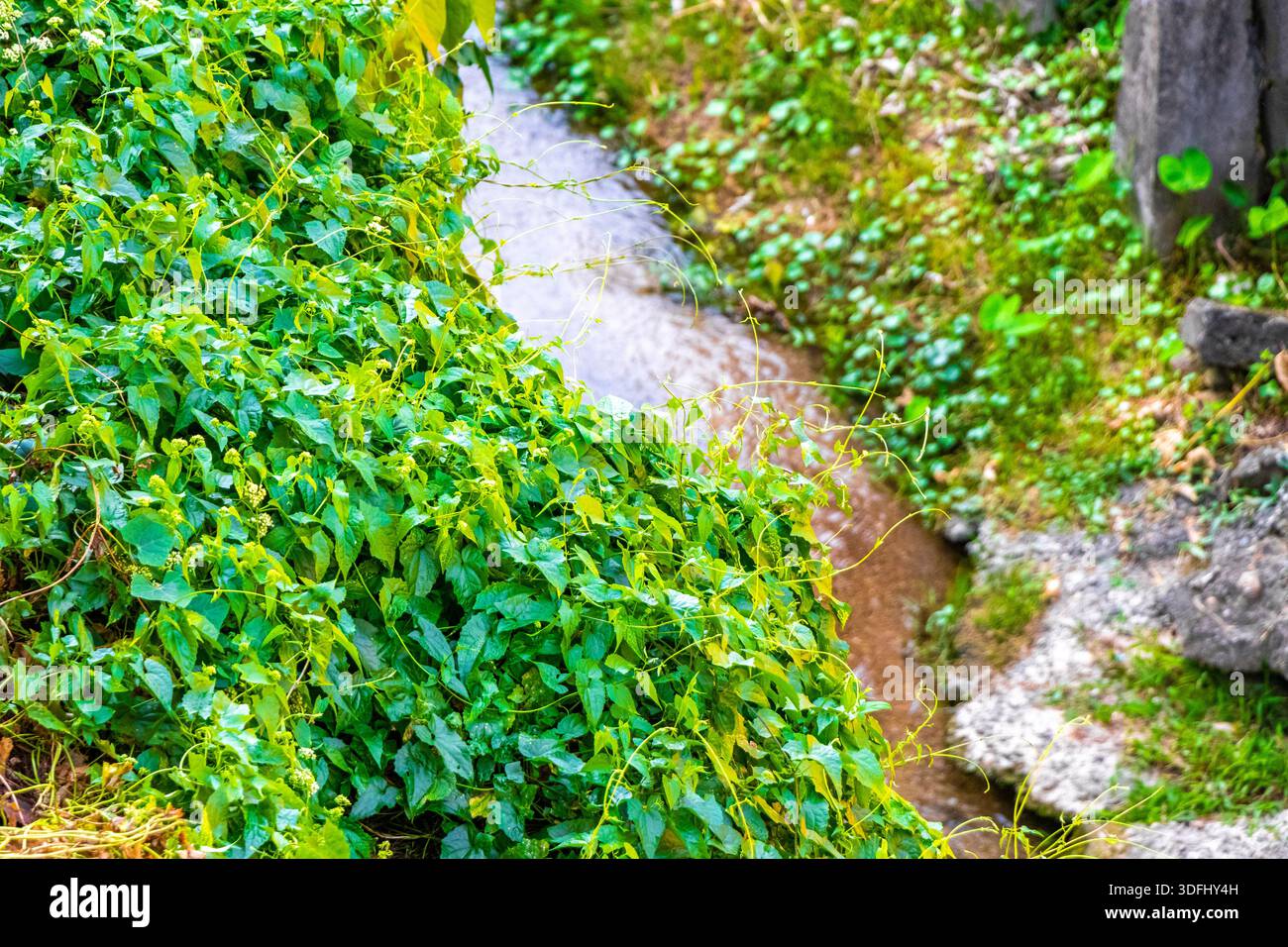 Green river stream in tropical nature with plants and flowers in Patong ...