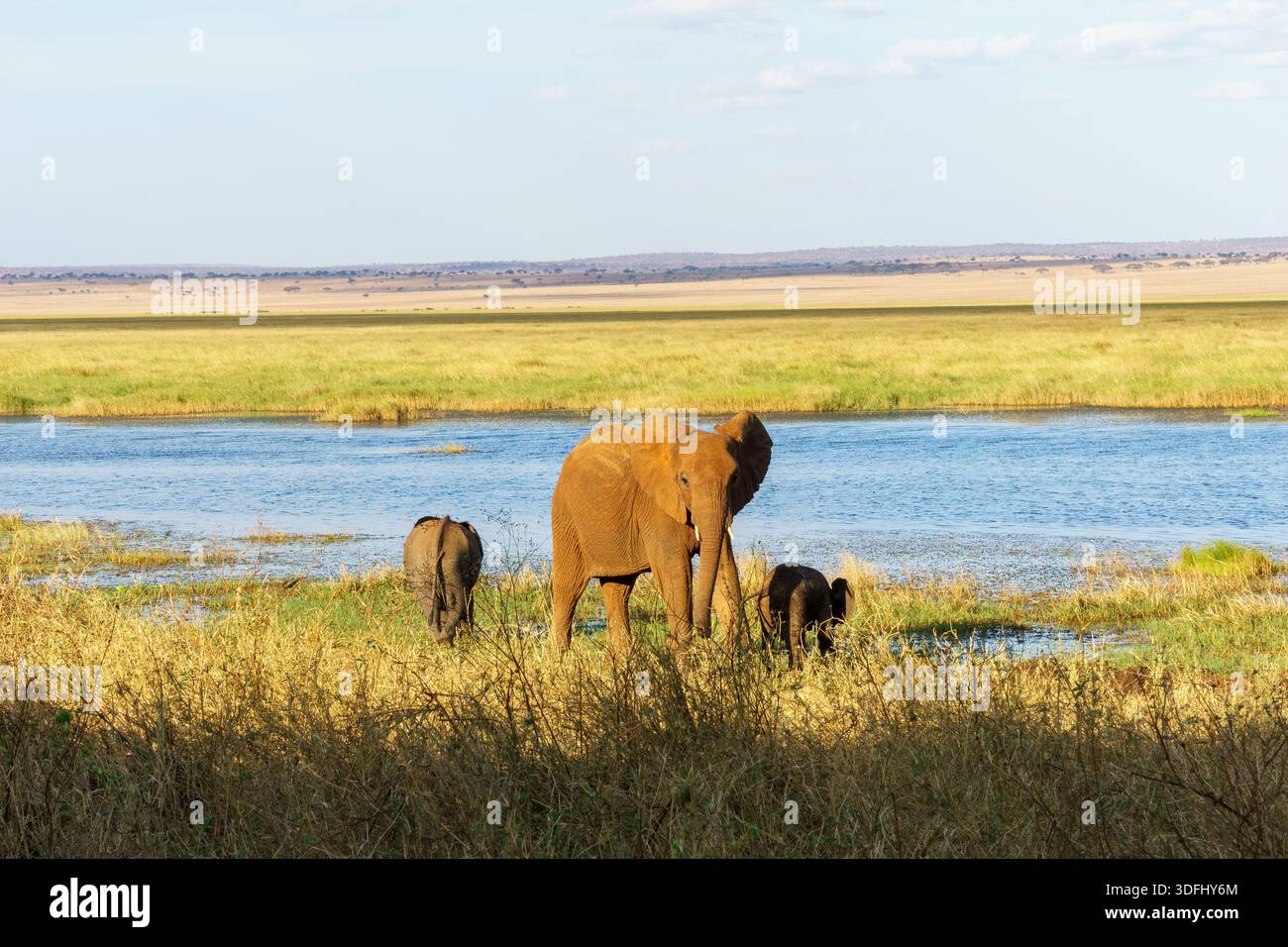 African bush elephants (Loxodonta africana) with young near pond in ...