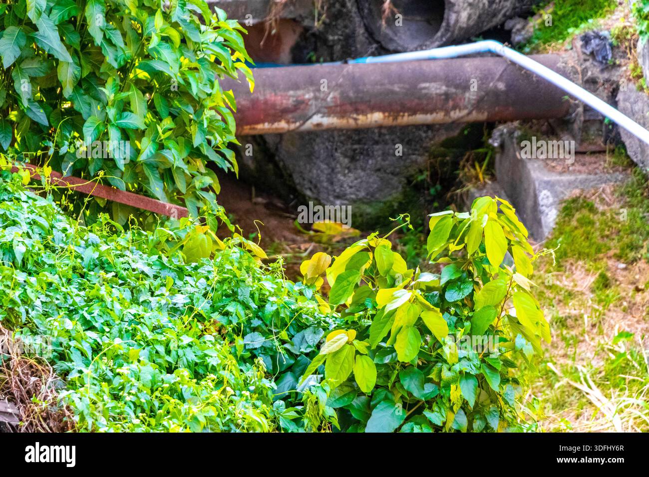 Green river stream in tropical nature with plants and flowers in Patong ...