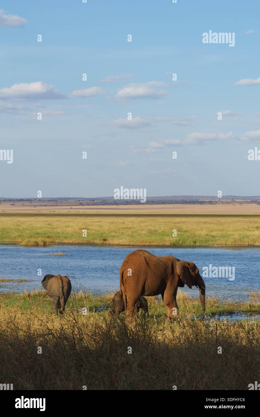 African bush elephants (Loxodonta africana) with young near pond in ...