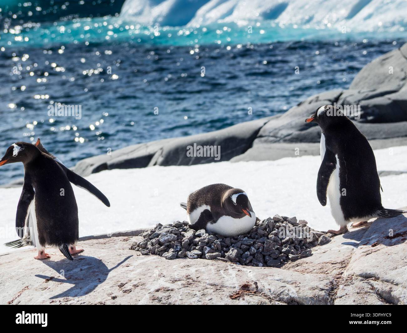 Nesting Gentoo penguins (Pygoscelis papua) on Useful Island, Palmer ...