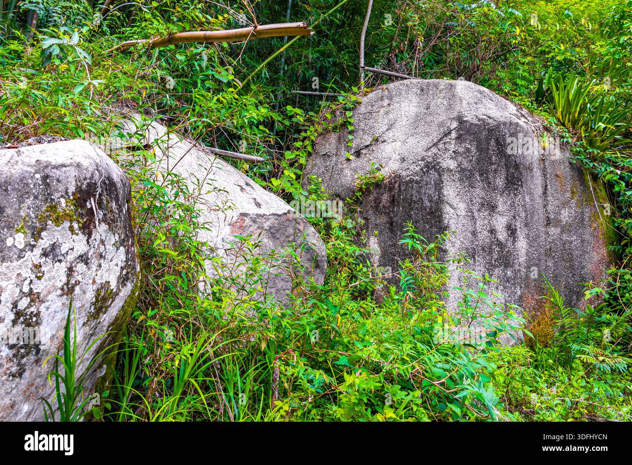 Tropical jungle nature rainforest trail with huge rocks boulders in the ...