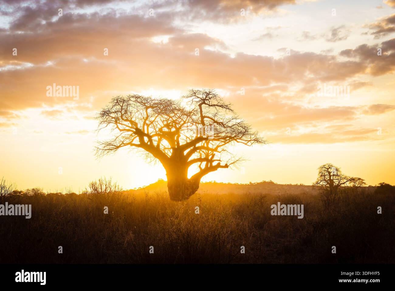 Wide African savannah or bush landscape at sunset with distant hill and ...