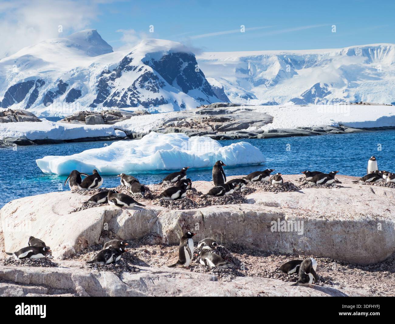 Nesting Gentoo penguins (Pygoscelis papua) on Useful Island, across the ...
